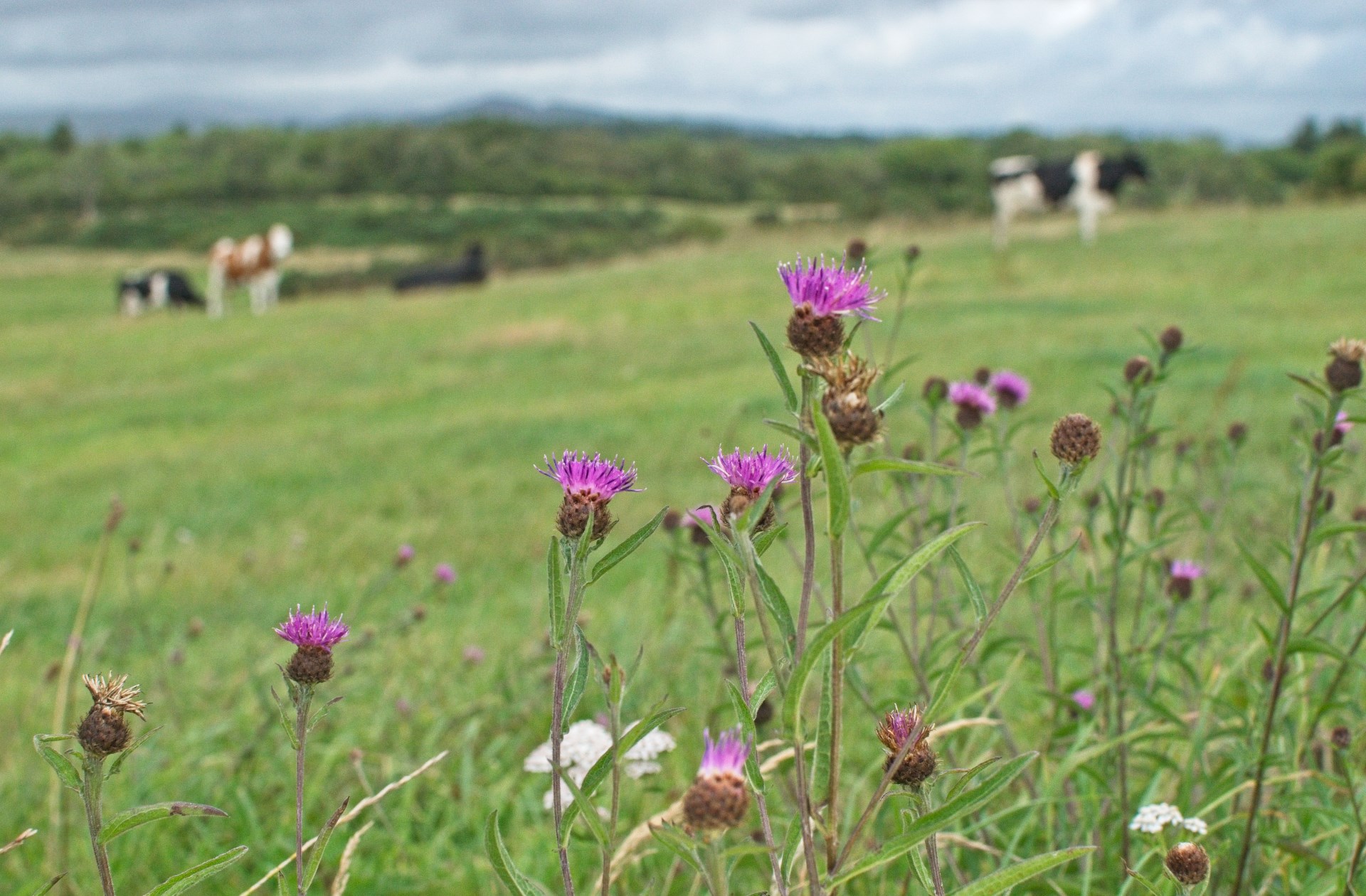 Policy Toolkit - PATHWAYS